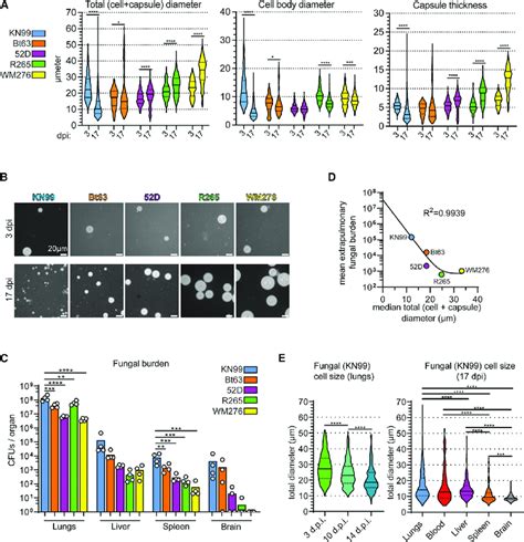 Morphological Transitions During Pulmonary Infections Correlate With