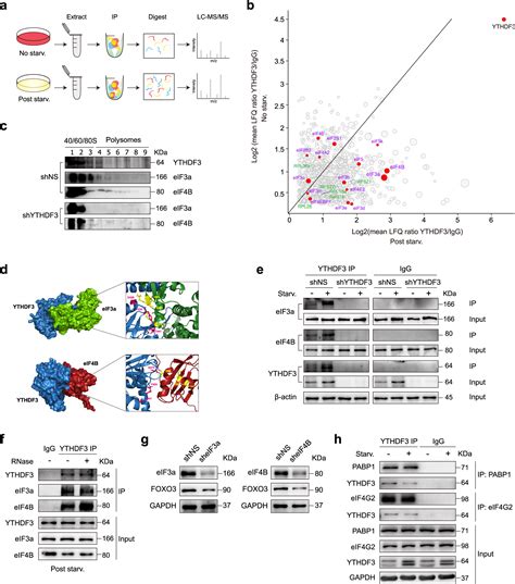 用户文章 1区 If 17 694 M6a Merip Seq 助力饥饿条件下的细胞自噬研究 上海云序生物科技有限公司
