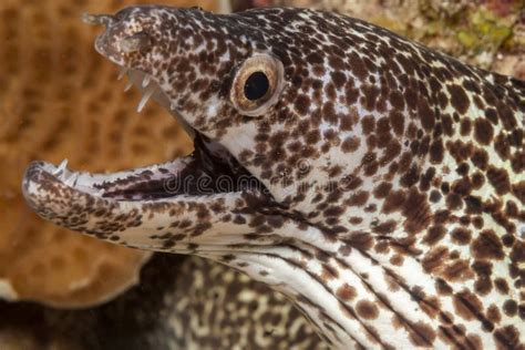 Spotted Moray Ell Stock Image Image Of Island Coral 4314995