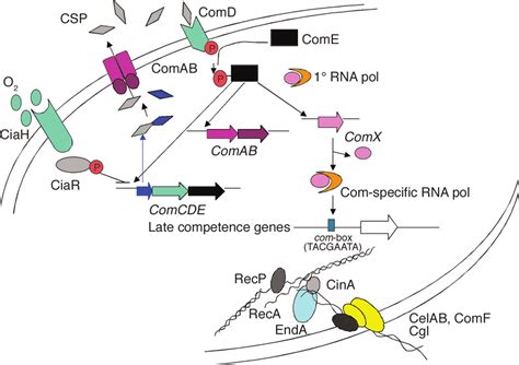 In Streptococcus Pneumoniae The Induction Of Genetic Competence And Download Scientific