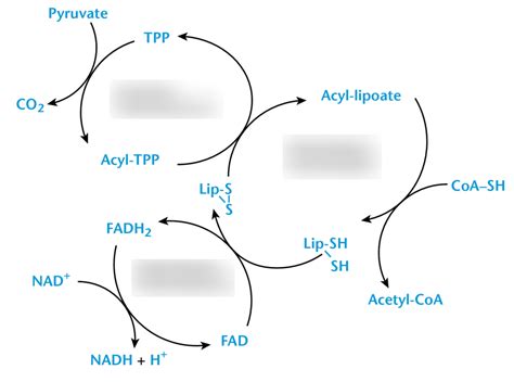 Acetyl Coa