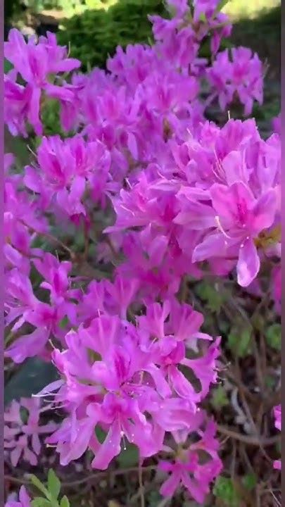 От бледного до яркого Youtube