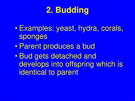 Example Of Budding
