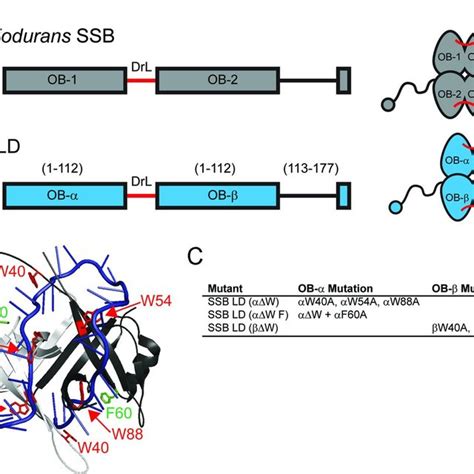Structure And Ssdna Binding Of Rpa A Schematic Representation Of Rpa