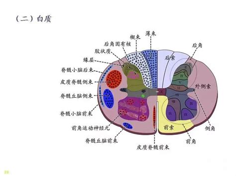 脊髓切片标注图 脊髓横切片手绘图 伤感说说吧