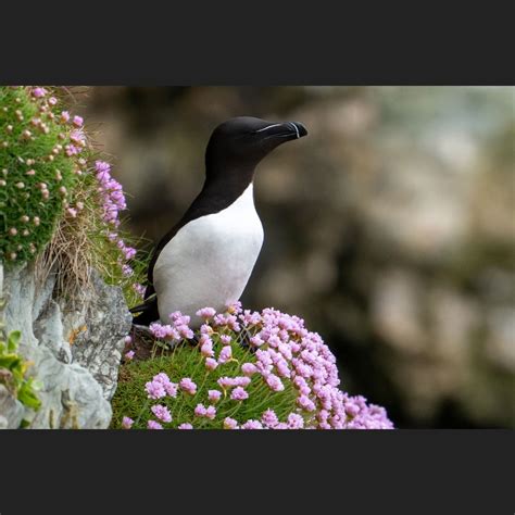 Razorbills