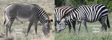 Zebra Classification Levels