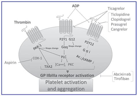 Platelet Activation Pathways And Antiplatelet Drugs Targeting 4
