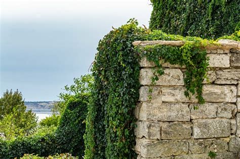 케르치의 그레이트 미스리다트 계단 푸른 하늘과 만의 배경에 마운트 미트리다에 계단을 따라 돌 담을 조각 크림 석회암 돌벽은 나뭇잎 야생 포도로 장식되어 있습니다 0명에 대한