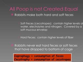 Lagomorphs And Rodents Ppt