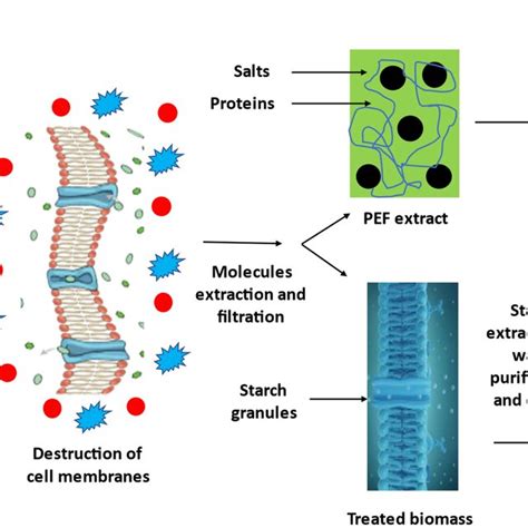 Diagrammatic Representation That Determines The Effect Of The Pulsed Download Scientific
