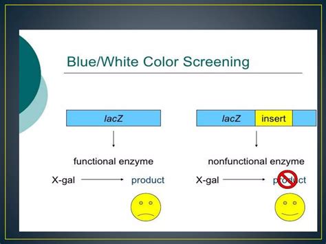 Selection And Screening Of Recombinant Cells And Expression Of Recombinant