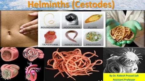 Classification Of Cestodes Ppt