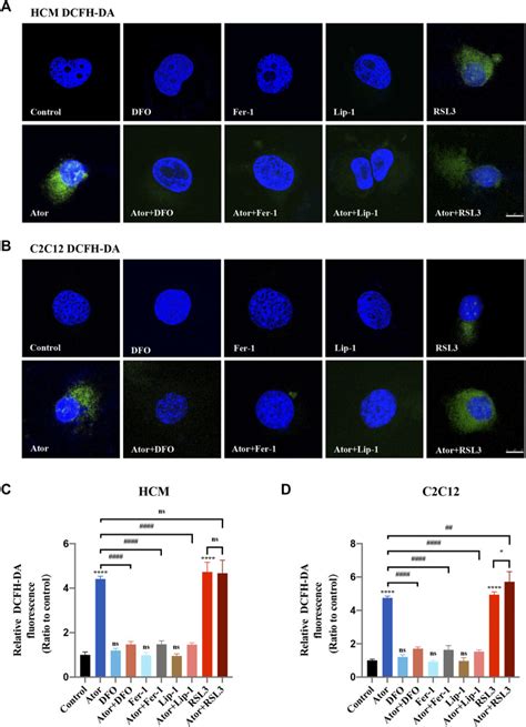 Atorvastatin Induces Mitochondria Dependent Ferroptosis Via The