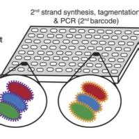 Single Cell RNA Sequencing Library Preparation 2 Level Sci RNA Seq