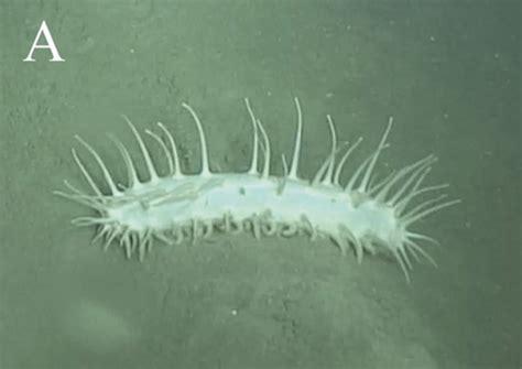 New Deep Sea Cucumber Has 100 Feet Deep Sea News