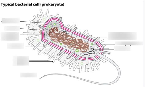 Medical Micro Lecture Flashcards Prokaryotes Diagram Quizlet