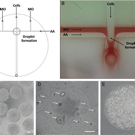A Schematic Representation Of Cell Encapsulation Within Download