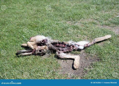 Rabbit Killed By An Bird Of Prey Stock Image Image Of Rotten Grass
