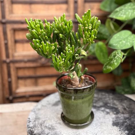 Crassula Ovata Coral Paradisträd Blomsterfamiljen