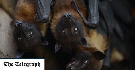 Oxford Vaccine Team Make Big Step Forward In Fight Against Deadly Nipah Virus