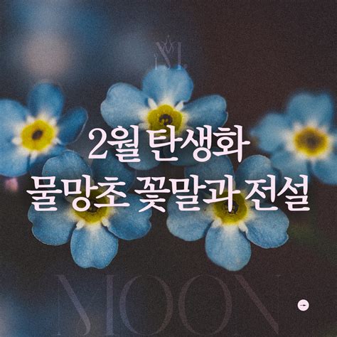2월 탄생화 물망초 꽃말과 전설 칼럼 동양최초 플로리스트 마이스터 문현선