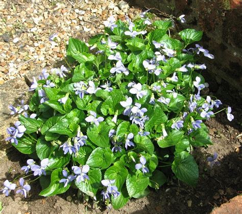 Viola Sororia Freckles