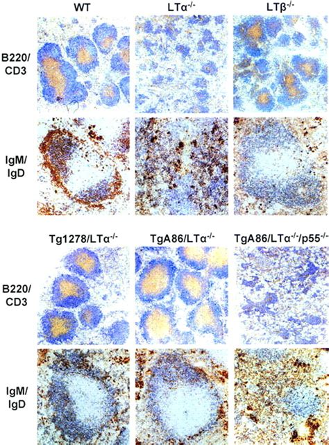 Rescued T B Cell Segregation And B Cell Follicle Formation In Download Scientific Diagram