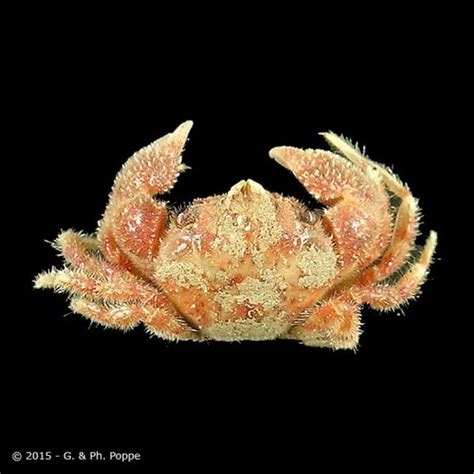 Atergatis Integerrimus Crustaceology