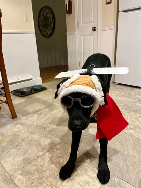 Julie And Flyer Guiding Eyes For The Blind