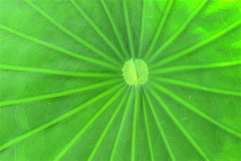 KiPiOの散歩道 おもしろ写真05 蓮の花と実