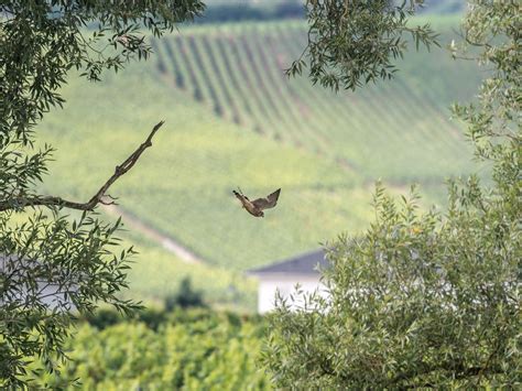 Kestrel Hovering A Complete Guide Birdfact