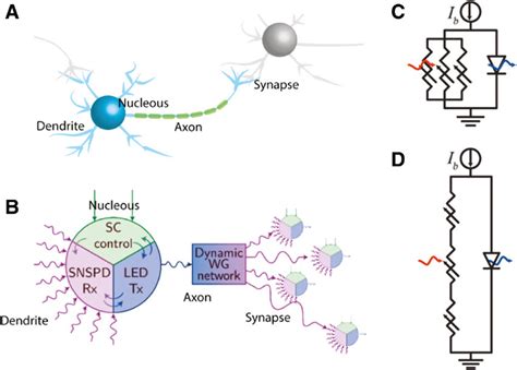 Neuromorphic Computing With Snspds A Simplified Scheme Of A Neuron