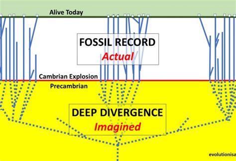 Fossils Evolution Is A Myth