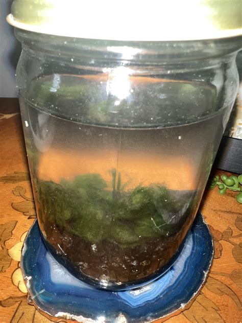 Melted Marimo Rmarimo