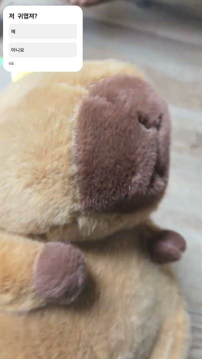 구독 해줄꺼지아침카피바라 Youtube