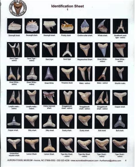 Shark Tooth Identification