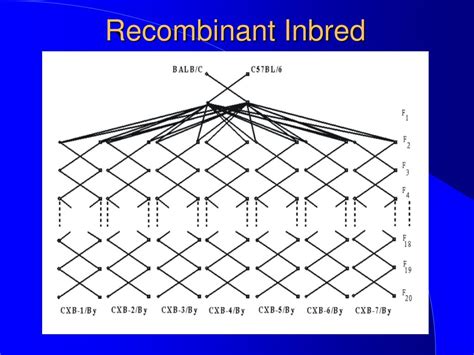Ppt Genetics Of The Laboratory Mouse Powerpoint Presentation Free Download Id 3380505