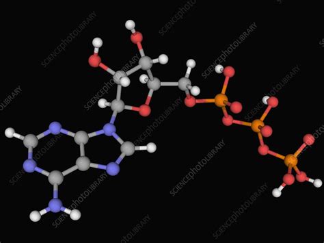 Adenosine Triphosphate Molecule Stock Image F004 5509 Science