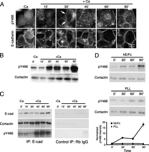 E Cadherin Ligation Induces Tyrosine Phosphorylation Of Cortactin Ac