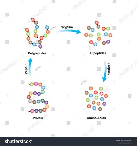Stomach Pepsin Images Stock Photos Vectors Shutterstock