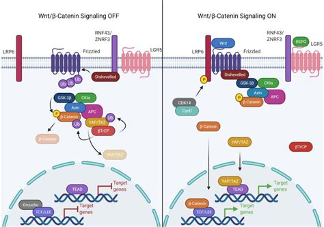 Cracking The Code Of Intestinal Cancer The APC Gene Connection