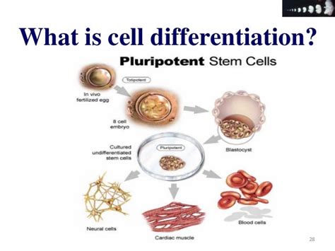 Cell Proliferation And Differentiation