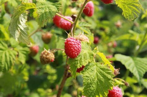 Premium Photo Close Up Of Raspberry Growing On Tree