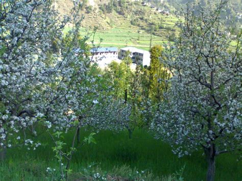 Images Thunag Valley Mandi District