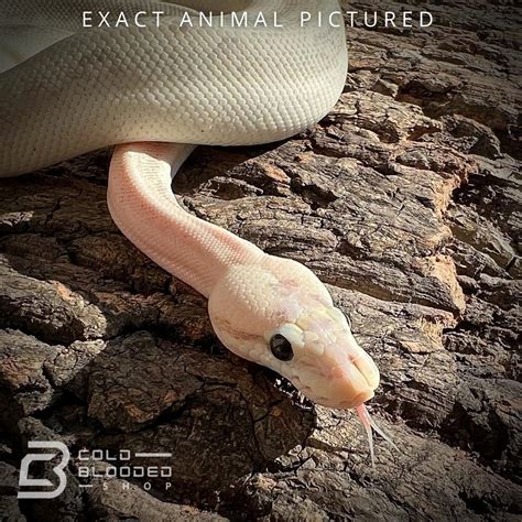 Sub Adult Enchi Spider Puma Ball Python
