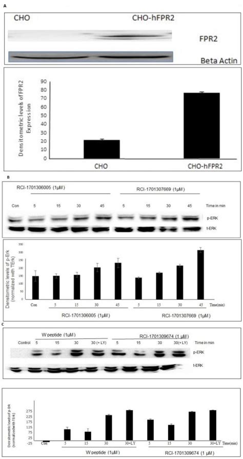 Erk1 2 Phosphorylation By Fpr2 Agonists In Cho Fpr2 Cells As Analyzed