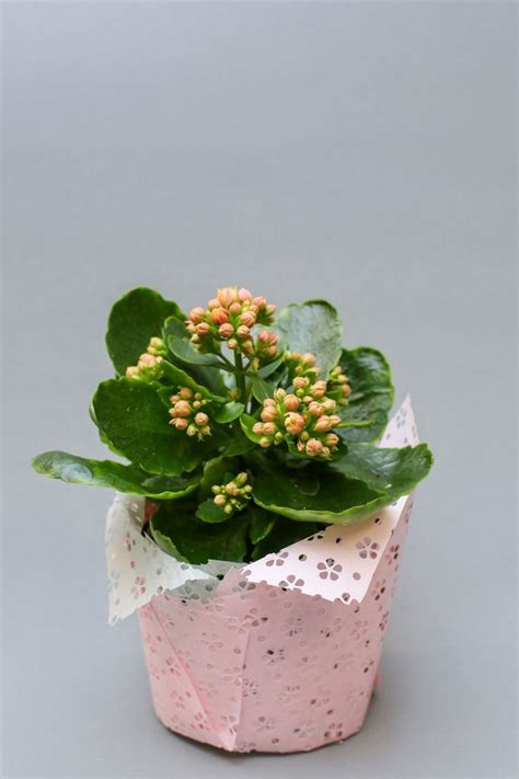 Каланхоэ полезные свойства растения фото каланхоэ как обрезать и посадить в открытый грунт