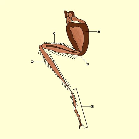 Cockroach Diagram