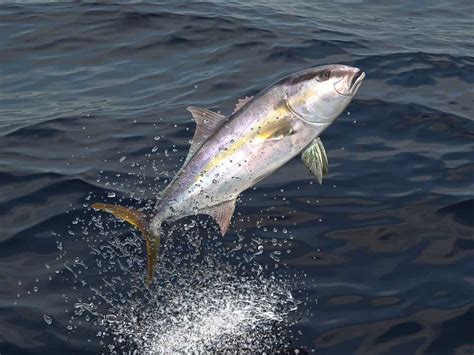 The Largest Yellowtail Jack Ever Caught In Washington Was A Tropical